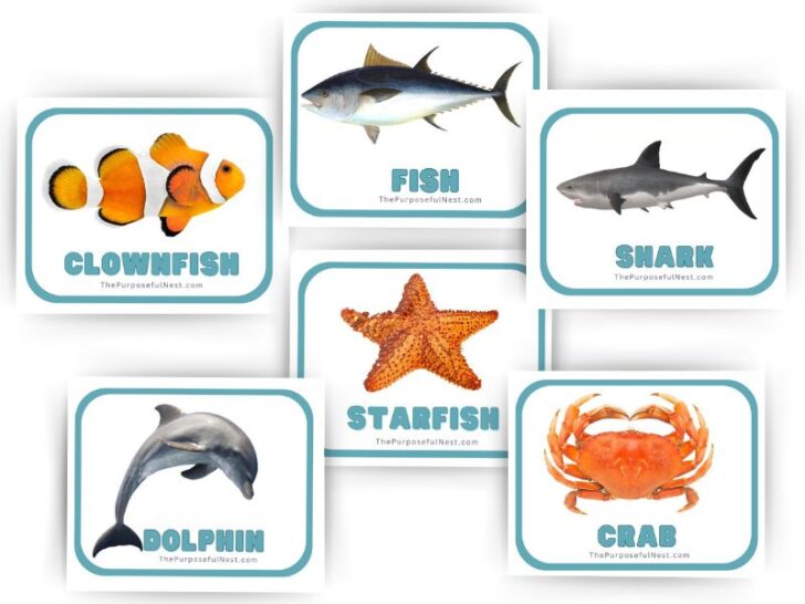 Ocean Animal Flashcards - The Purposeful Nest